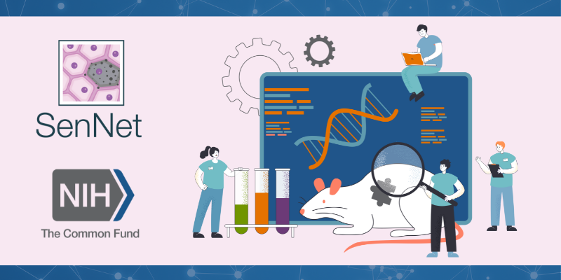 Cellular Senescence Network | NIH Common Fund
